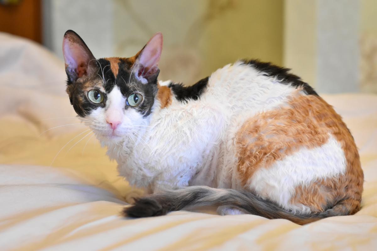 9 Curly Haired Cat Breeds - With Photos