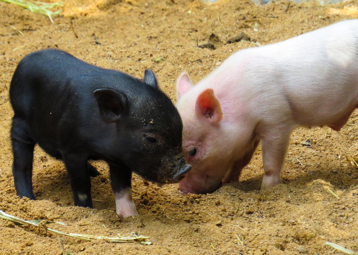 The Best Pet Pig Names - 300+ Male and Female Options