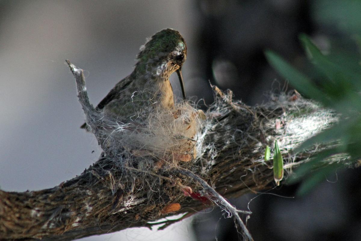 Hummingbird Nests - Complete Guide to Care, Location & Protection