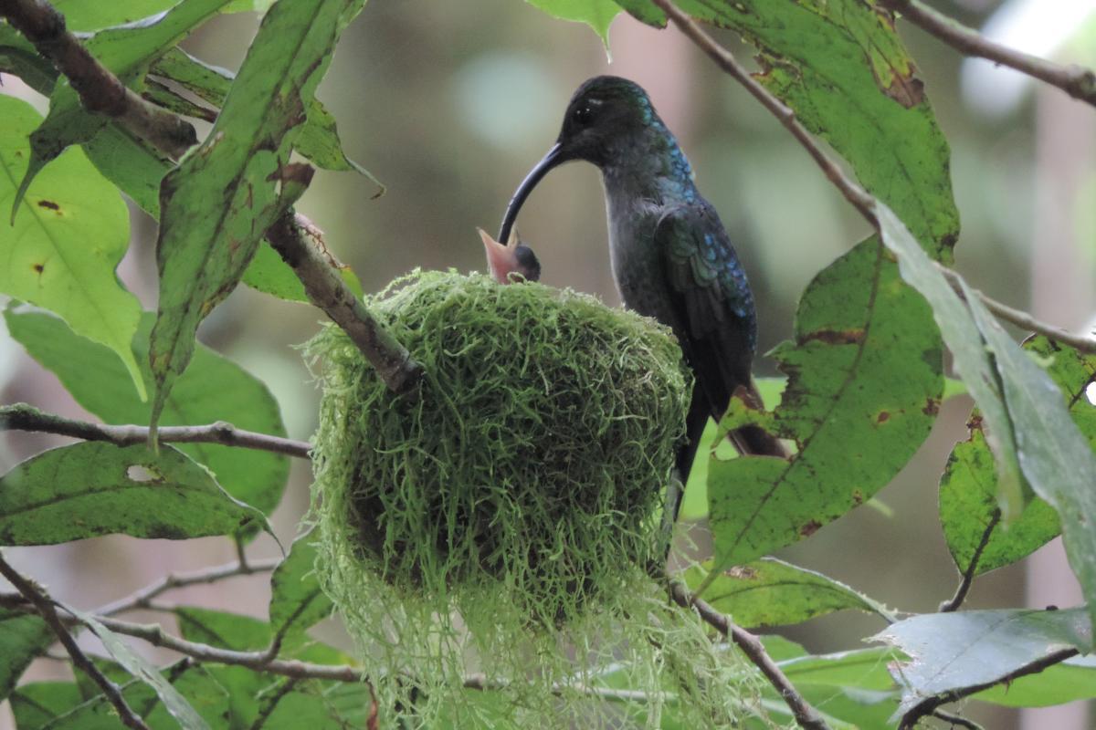 Hummingbird Nests - Complete Guide to Care, Location & Protection