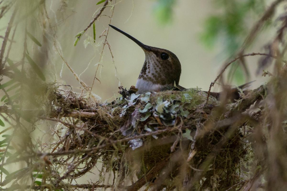 Hummingbird Nests - Complete Guide to Care, Location & Protection