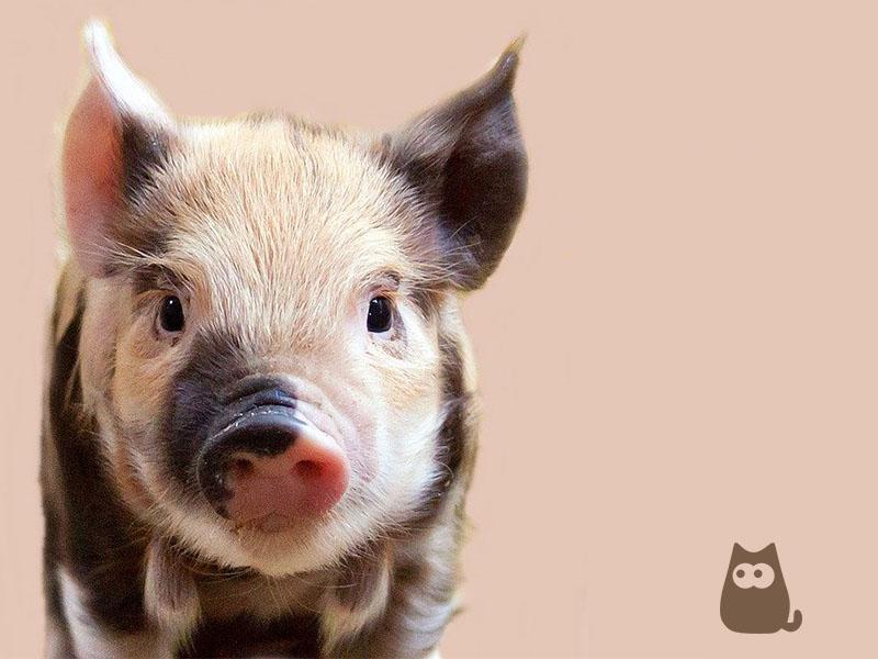 The Best Pet Pig Names - 300+ Male and Female Options