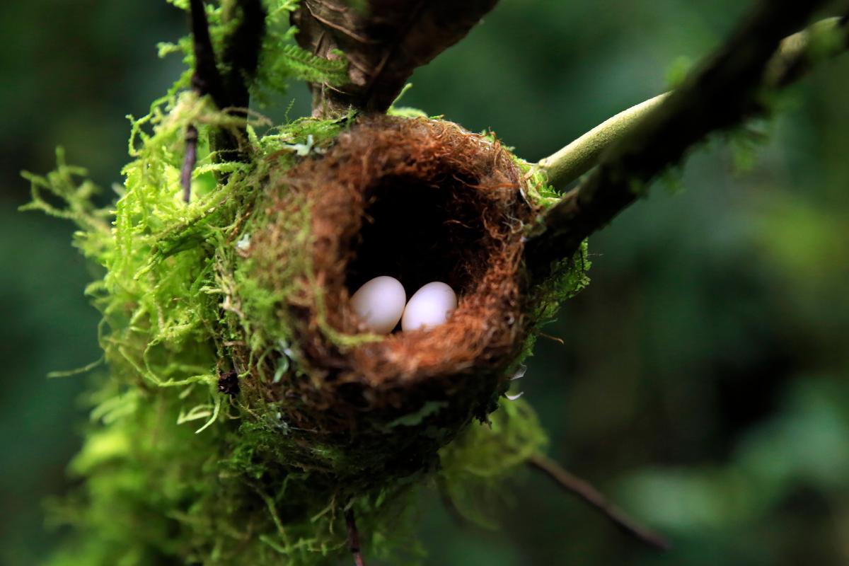 Hummingbird Nests - Complete Guide to Care, Location & Protection