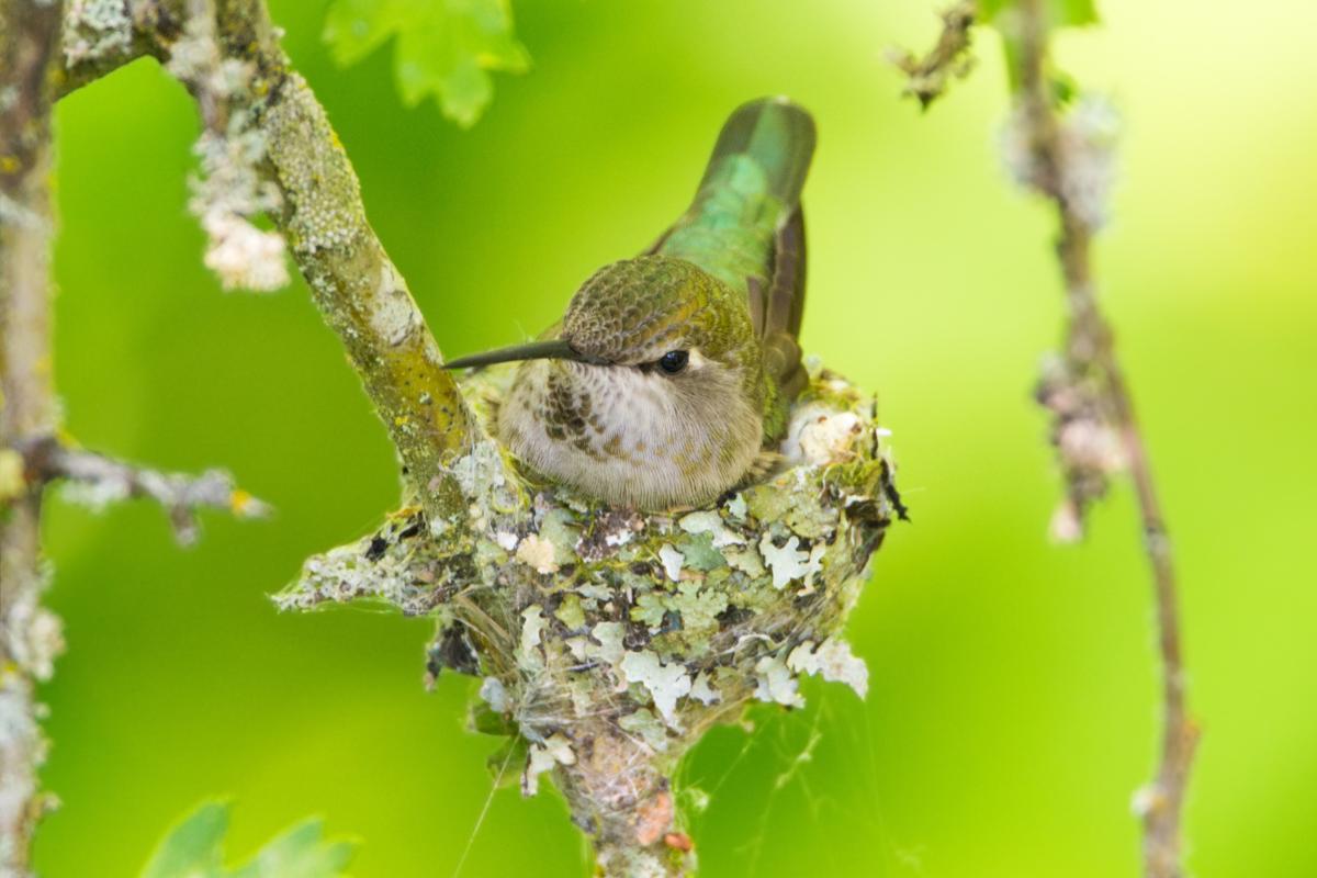 Hummingbird Nests - Complete Guide to Care, Location & Protection
