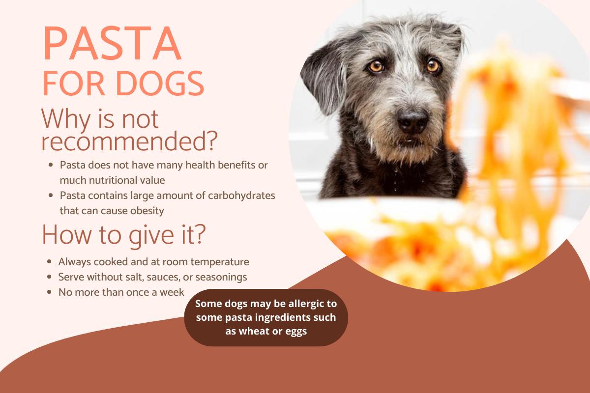 Can Dogs Eat Pasta or Noodles? - Allergies, Contraindications and Portions