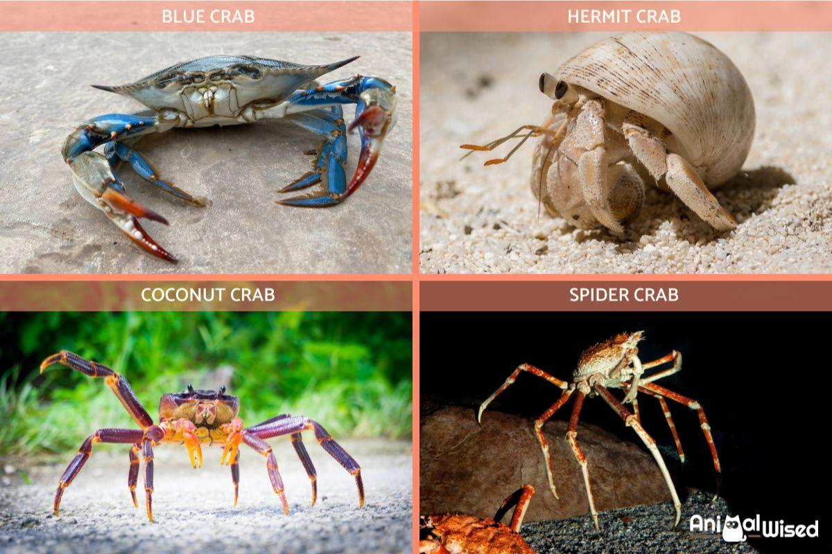 Crab Diet Explained - What Do Crabs Eat and How They Find Food