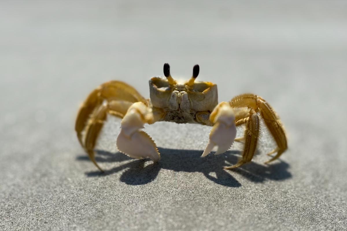 Crab Diet Explained - What Do Crabs Eat and How They Find Food