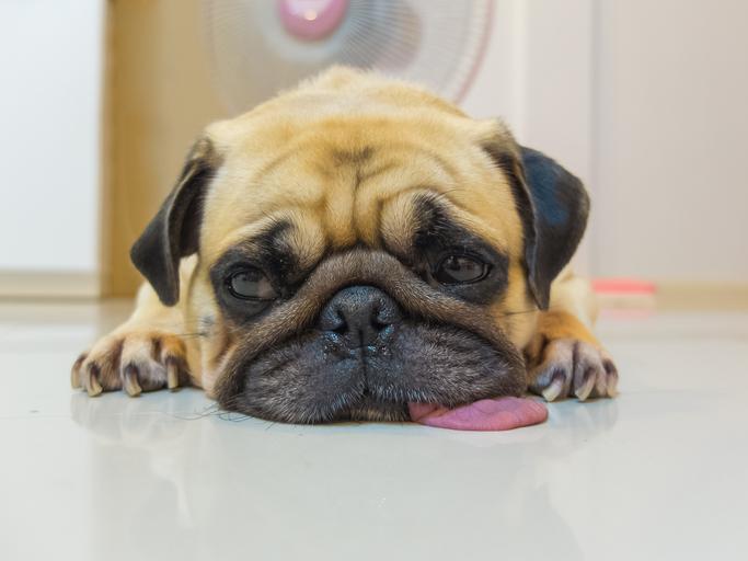 My Dog's Guts are Making Loud Noises - Causes and What to Do