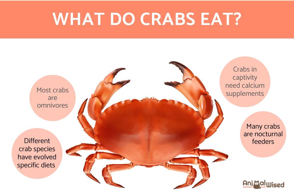 Crab Diet Explained - What Do Crabs Eat and How They Find Food