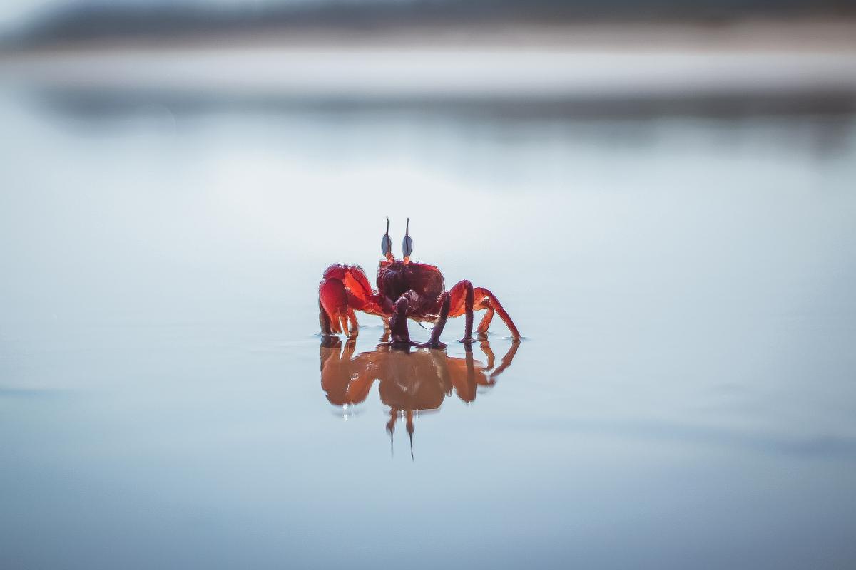 Crab Diet Explained - What Do Crabs Eat and How They Find Food