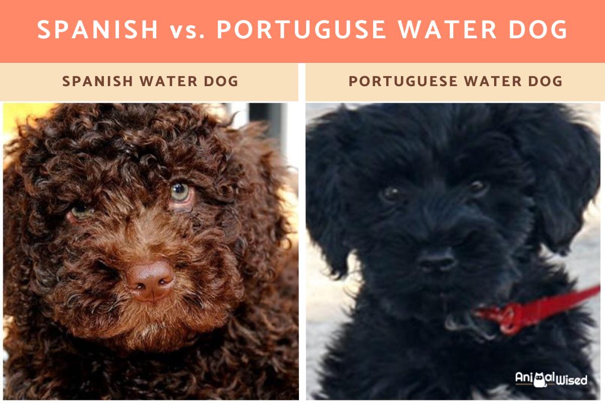 Differences Between a Spanish Water Dog and a Portuguese Water Dog ...