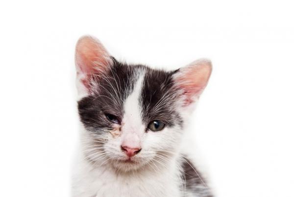 Why Are My Cat's Eyes Red? - Common Causes