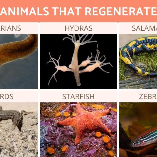 regeneration process in animals
