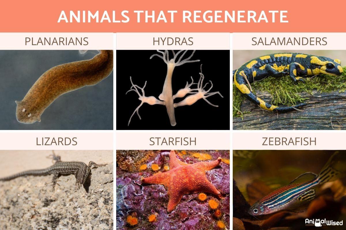 Examples of Regeneration in Animals - Animals That Can Regenerate (with ...