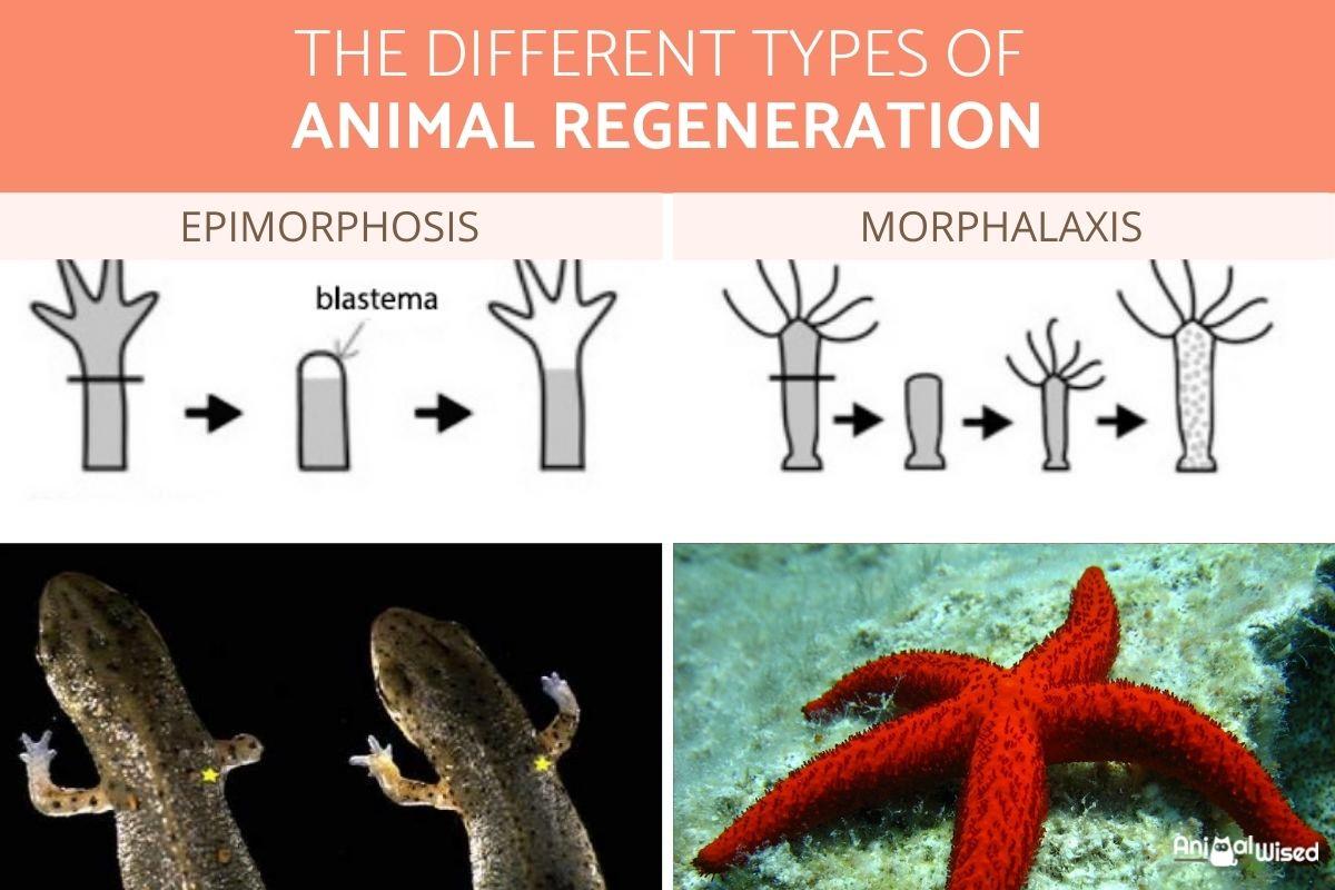 Examples of Regeneration in Animals - Animals That Can Regenerate (with ...