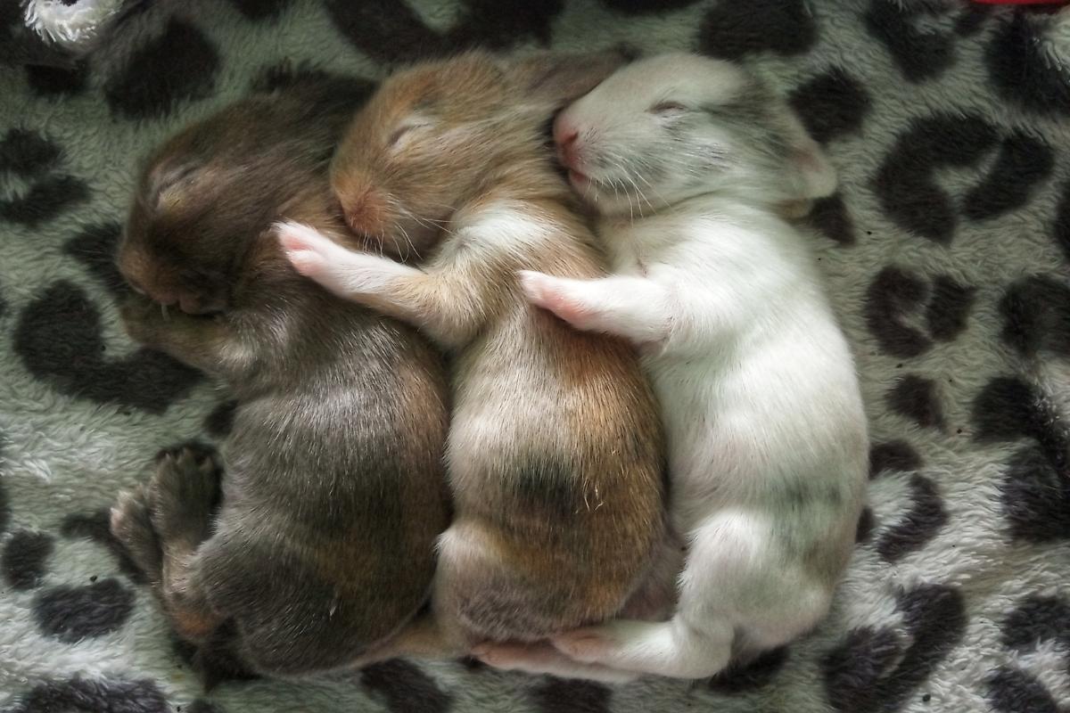 How Many Are in a Litter of Rabbits? - Average Litter of Bunnies