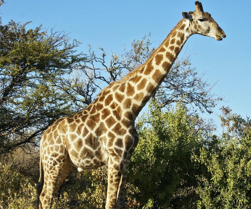 The 4 Species of Giraffes - Masai - Southern - Reticulated - Northern