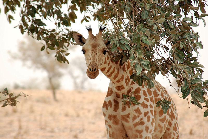 The 4 Species of Giraffes - Masai - Southern - Reticulated - Northern