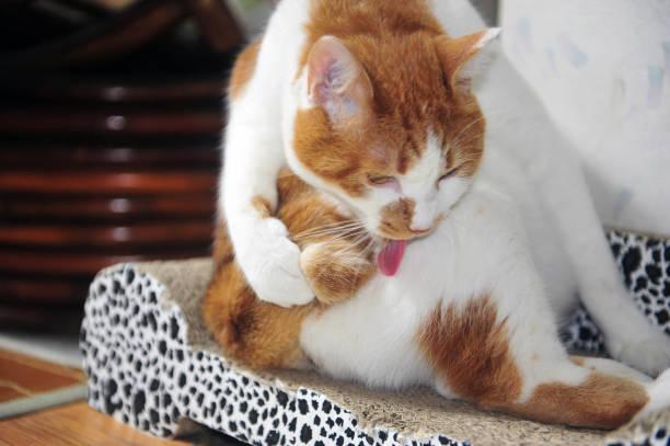 My Cat Has Swollen Testicles - Causes and Treatment
