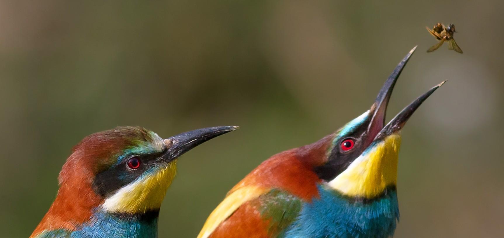 What are Trophic Levels? - Definition and Examples