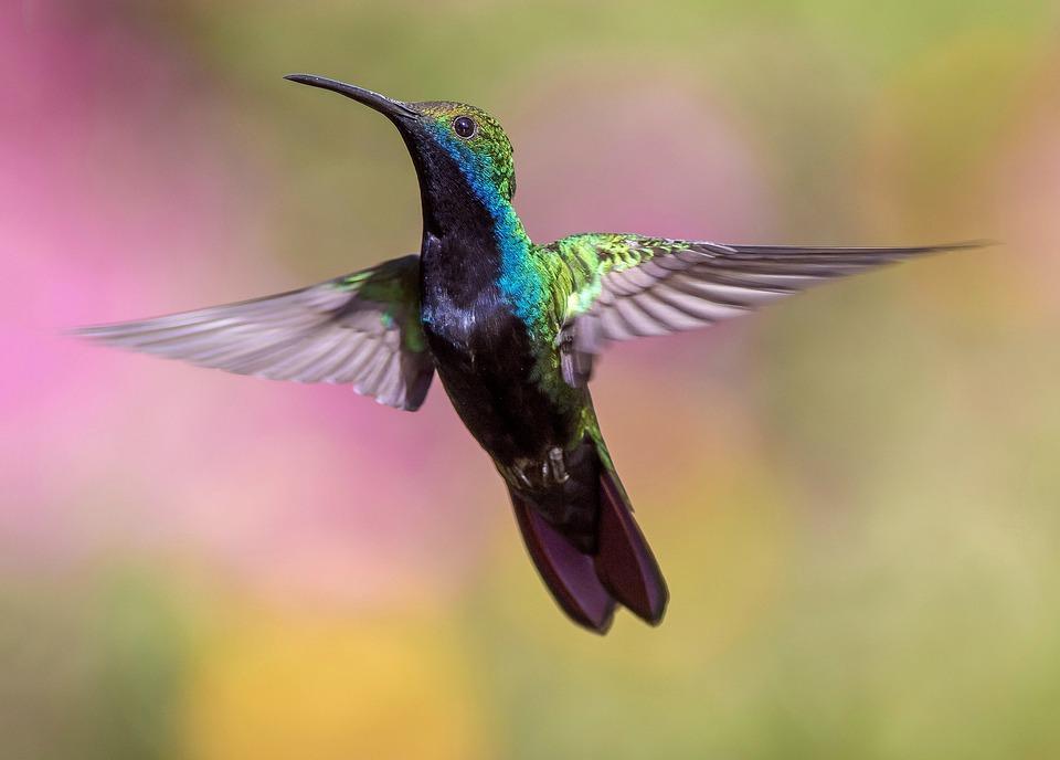 Hummingbird Flight - The Science Behind Their Rapid Wing Beats
