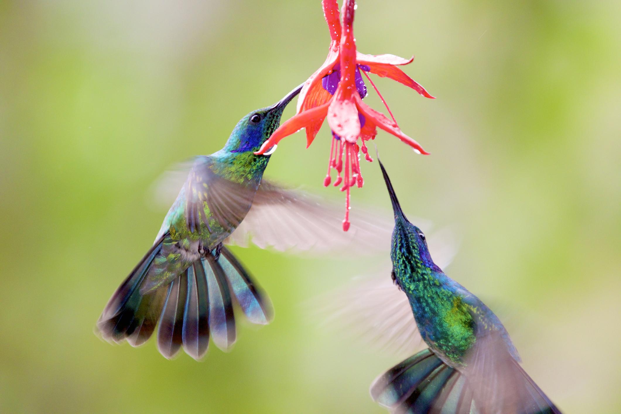 Hummingbird Flight - The Science Behind Their Rapid Wing Beats