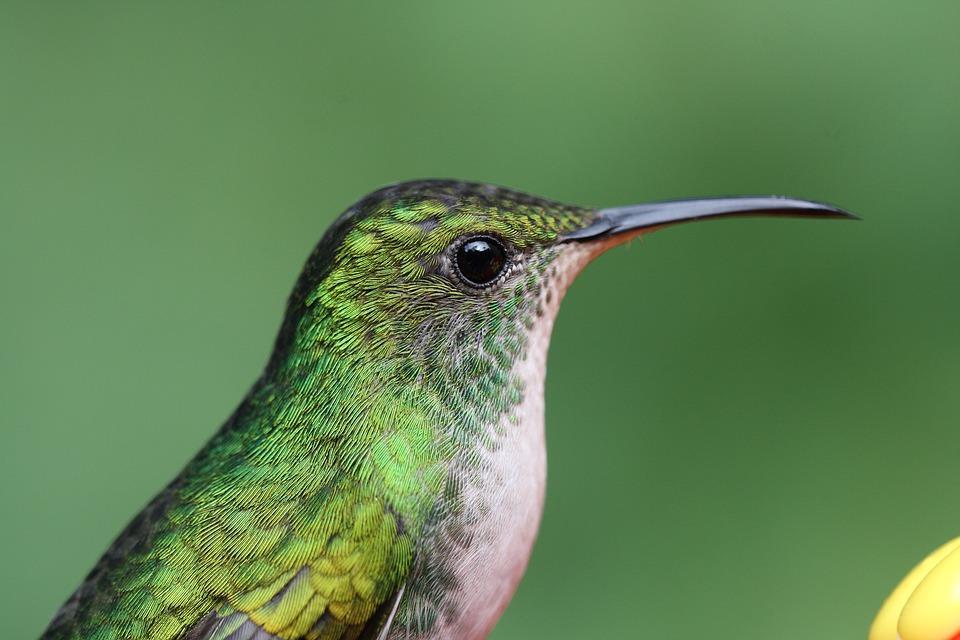 Hummingbird Flight - The Science Behind Their Rapid Wing Beats