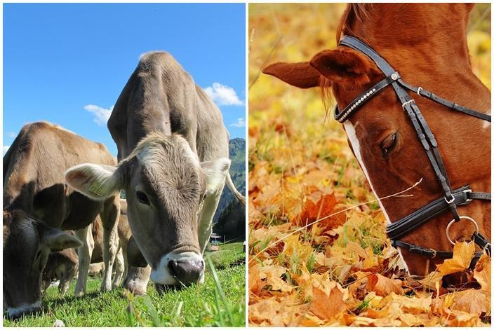 Herbivorous Animals: Examples and Fun Facts