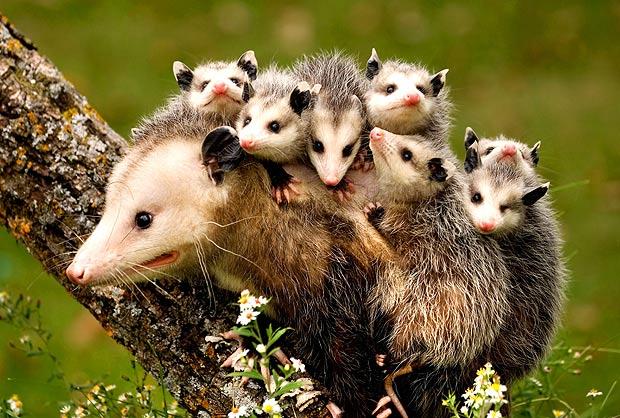 Possums as Pets: General Guidelines and Tips