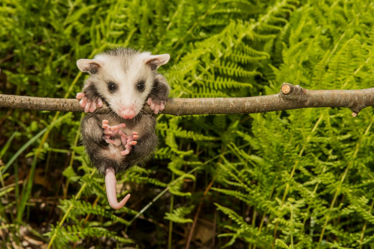 Possums as Pets: General Guidelines and Tips