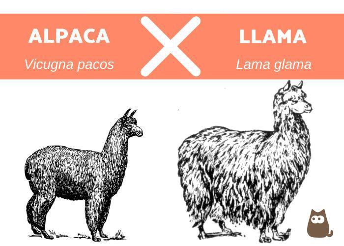 What is the Difference Between a Llama and Alpaca? - With Pictures