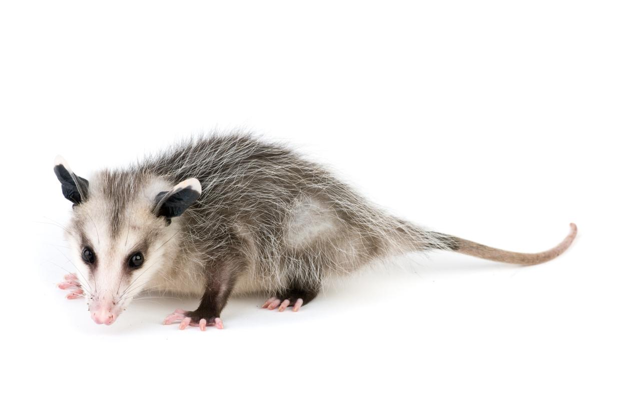Possums as Pets: General Guidelines and Tips