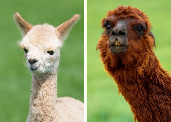 What is the Difference Between a Llama and Alpaca? - With Pictures