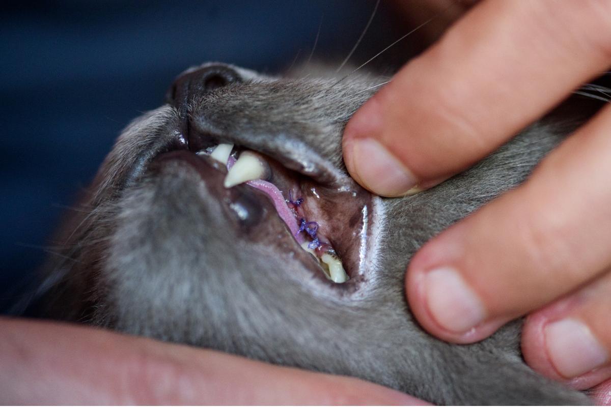 My Cat's Spine Is Sticking Out - Causes and Treatment