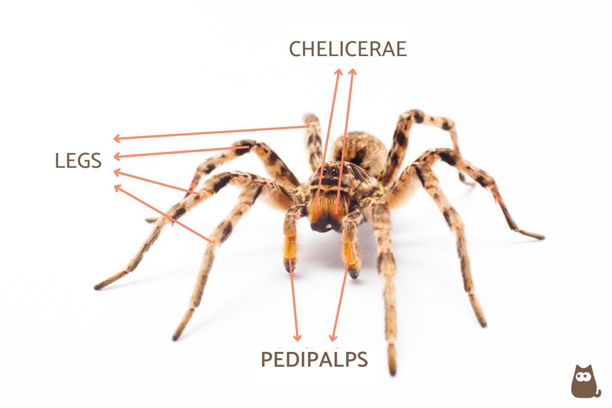 How Many Legs Does a Spider Have? - Functions, Structure, Characteristics