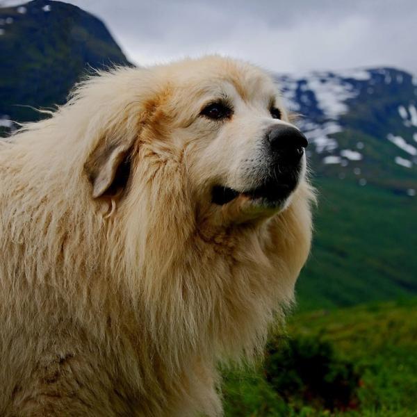 Lyme Disease in Dogs - Symptoms and Treatment