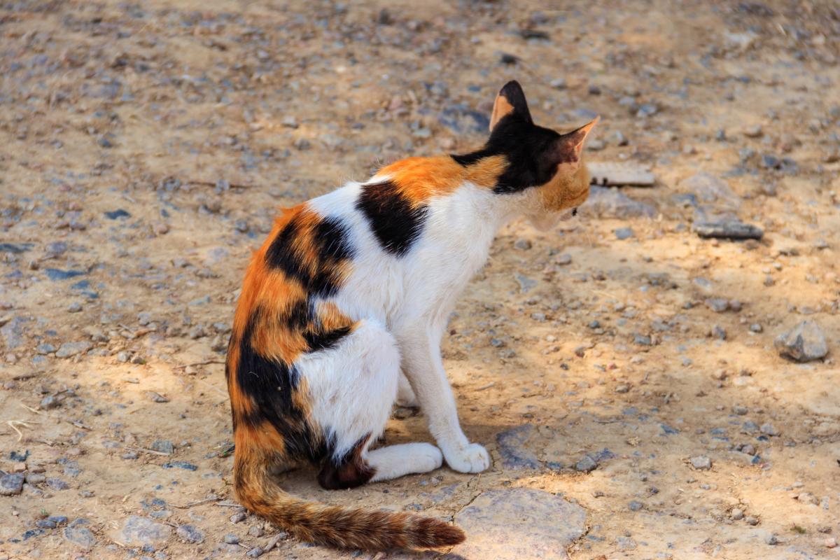 My Cat's Spine Is Sticking Out - Causes and Treatment