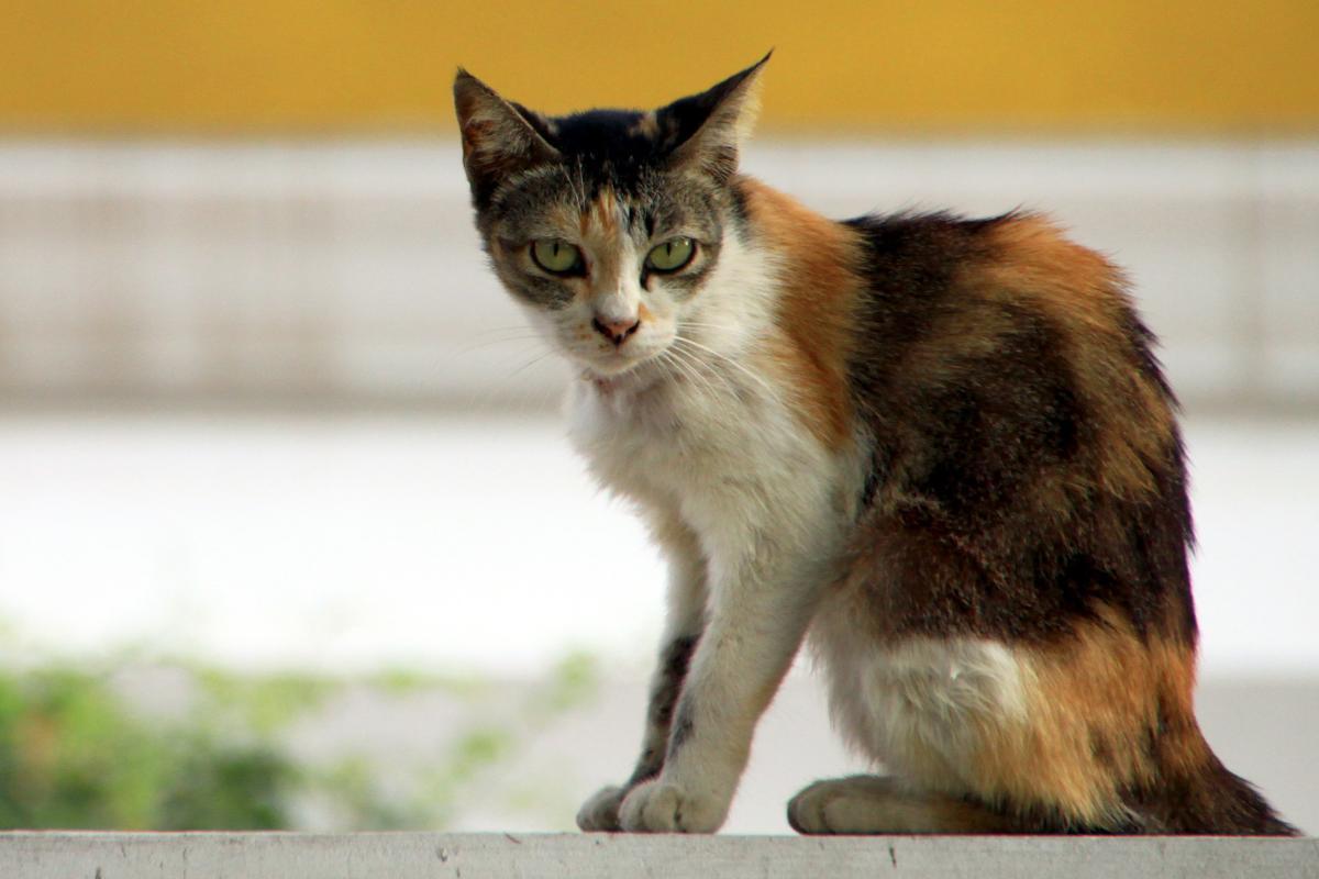 My Cat's Spine Is Sticking Out - Causes and Treatment