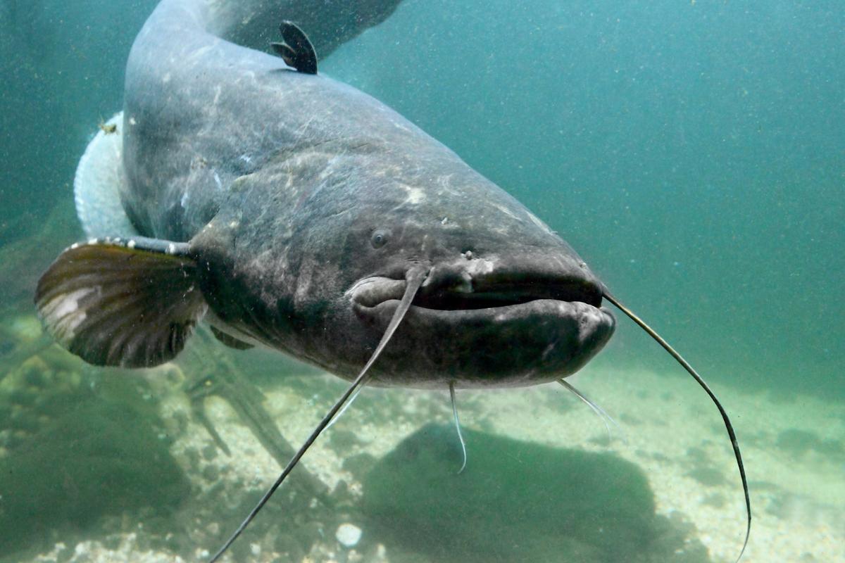 10 Types of Chinese Fish Species - With Photos