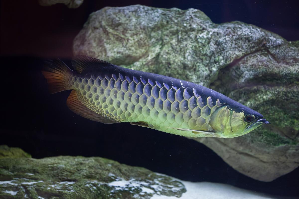 10 Types of Chinese Fish Species - With Photos