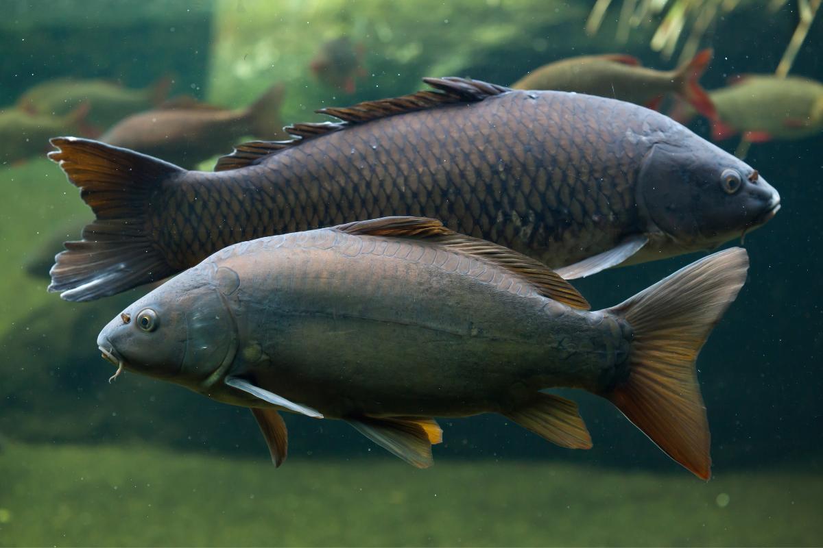 10 Types of Chinese Fish Species - With Photos