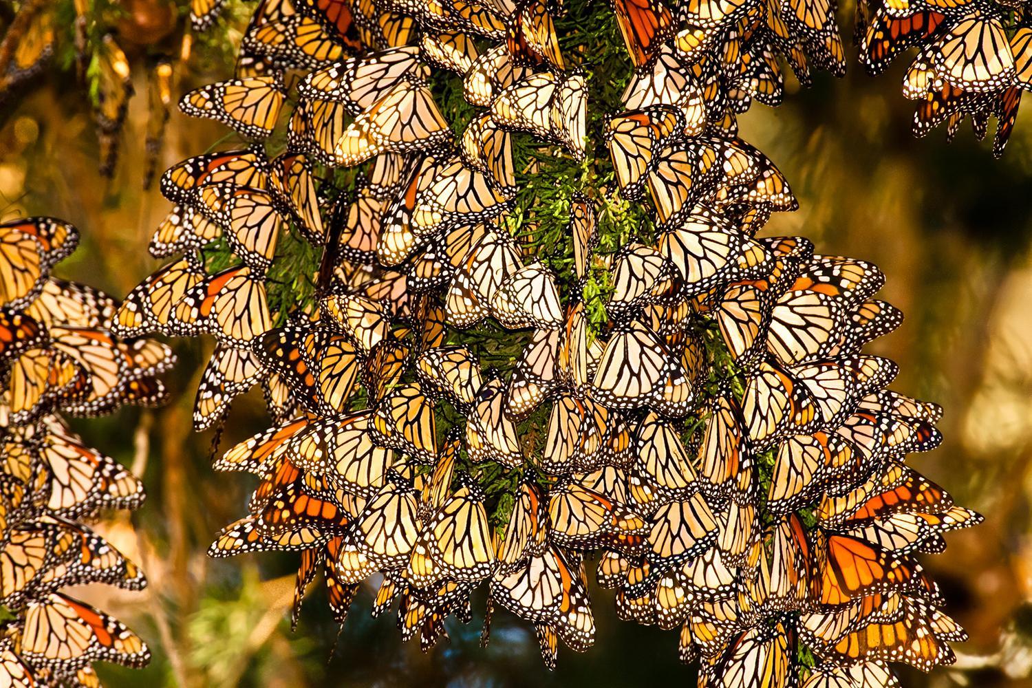 Where Do Monarch Butterflies Migrate? - Duration, Stages and Routes