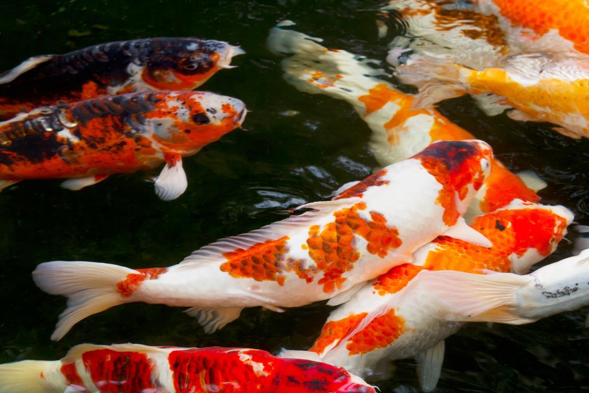 10 Types of Chinese Fish Species - With Photos