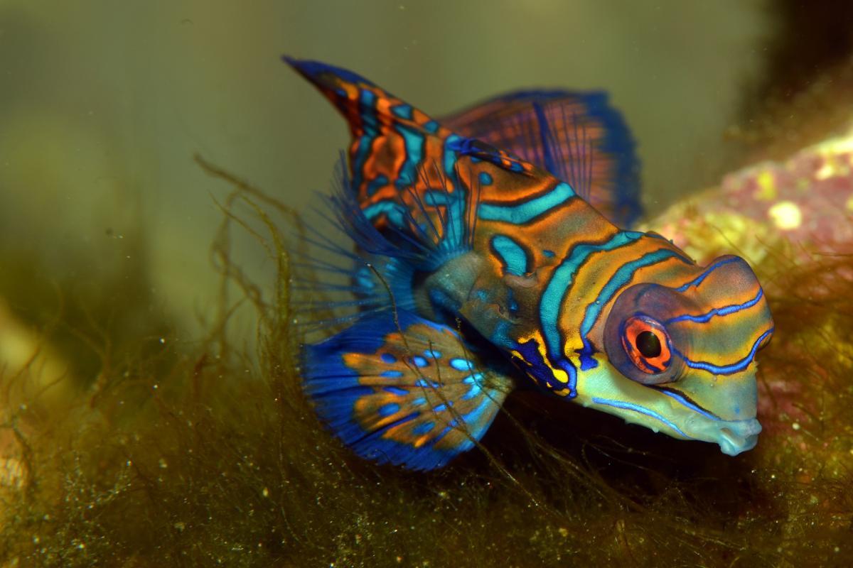 10 Types of Chinese Fish Species - With Photos