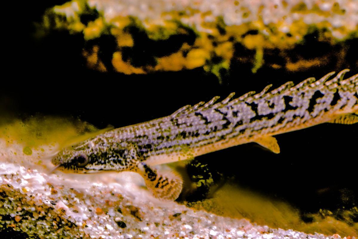 10 Types of Chinese Fish Species - With Photos