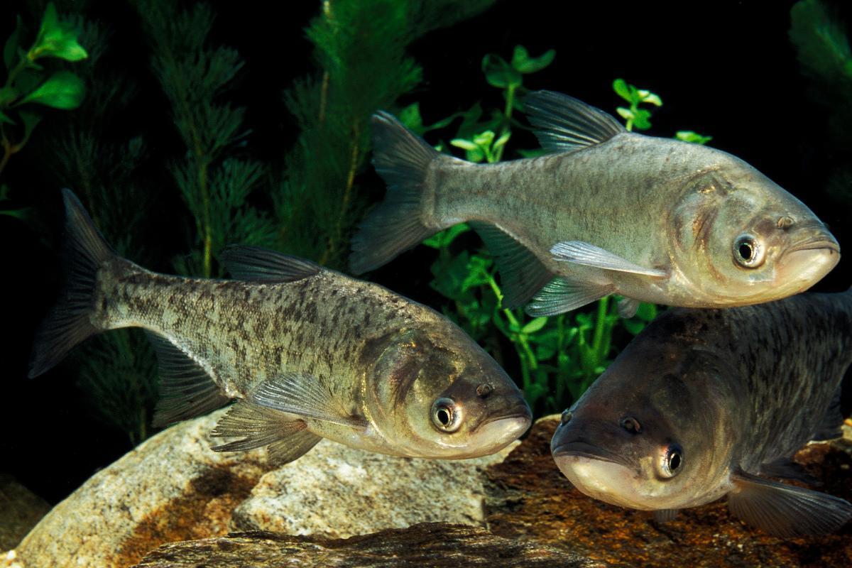 10 Types of Chinese Fish Species - With Photos