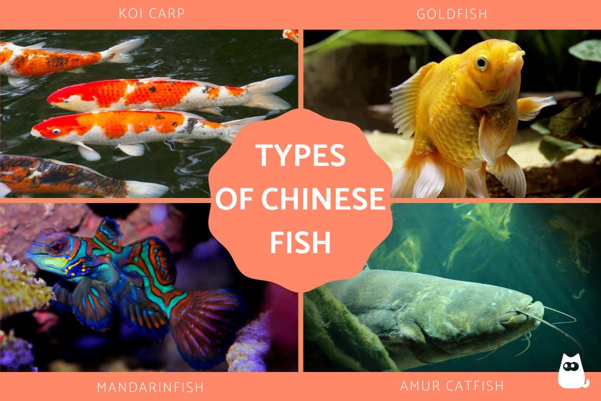 10 Types of Chinese Fish Species - With Photos