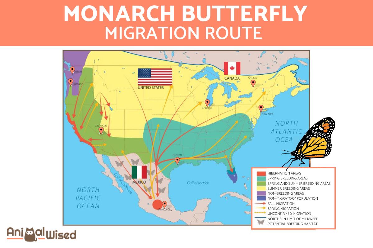 Where Do Monarch Butterflies Migrate? - Duration, Stages and Routes