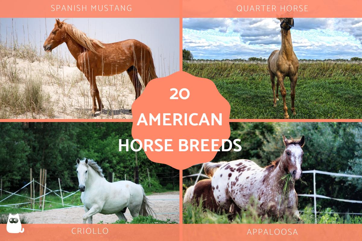 20 American Horse Breeds List - With Names and Photos