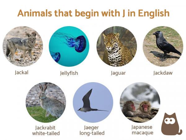 Animals That Begin with J In English and Spanish - Discover Them!